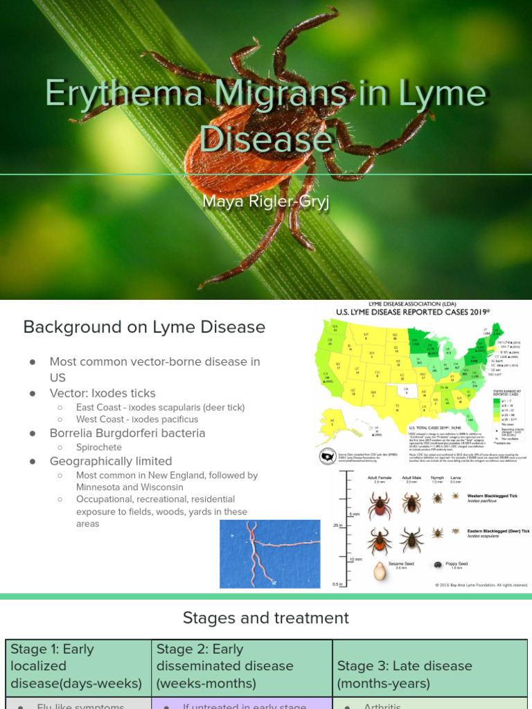 Erythema Migrans in Lyme Disease | PDF | Lyme Disease | Clinical Medicine