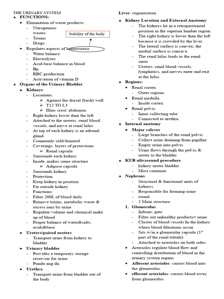 The Urinary System | PDF | Kidney | Urination