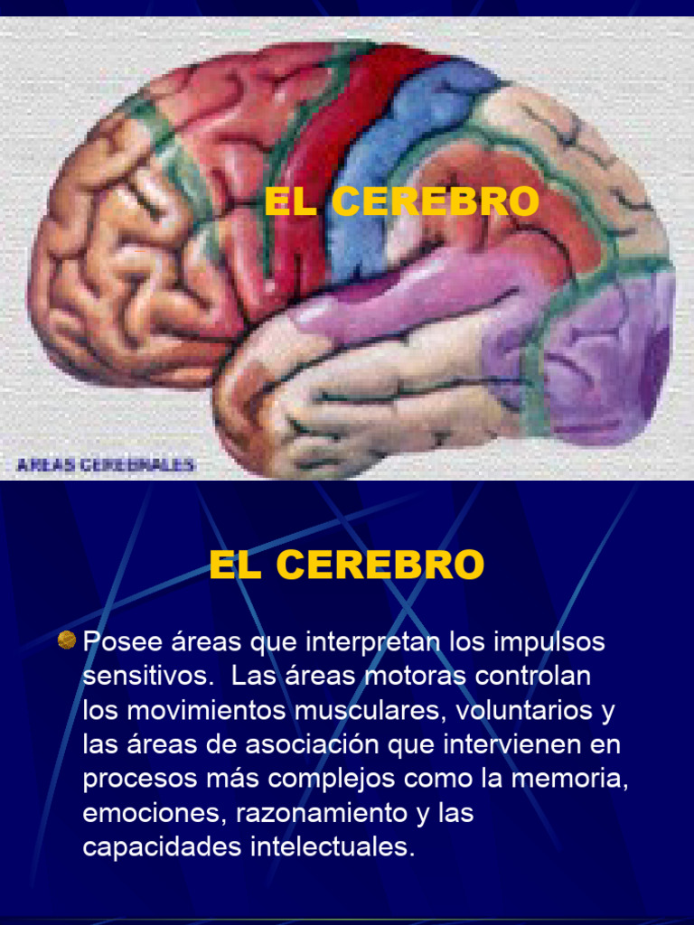 El Cerebro Pdf Cerebro Hemisferio Cerebral