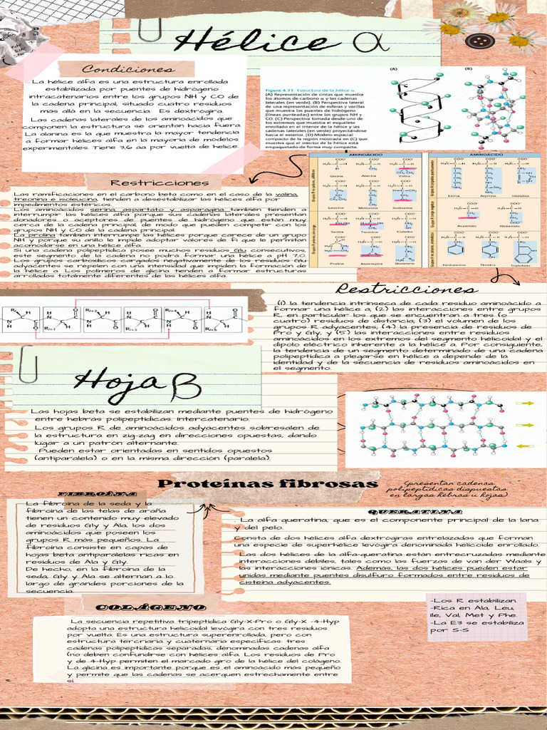 Estructura y Estabilidad de Hélices Alfa | PDF | Aminoácidos | Alpha Helix