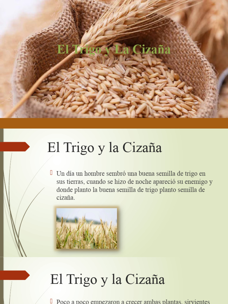 La Parábola del Trigo y la Cizaña | PDF