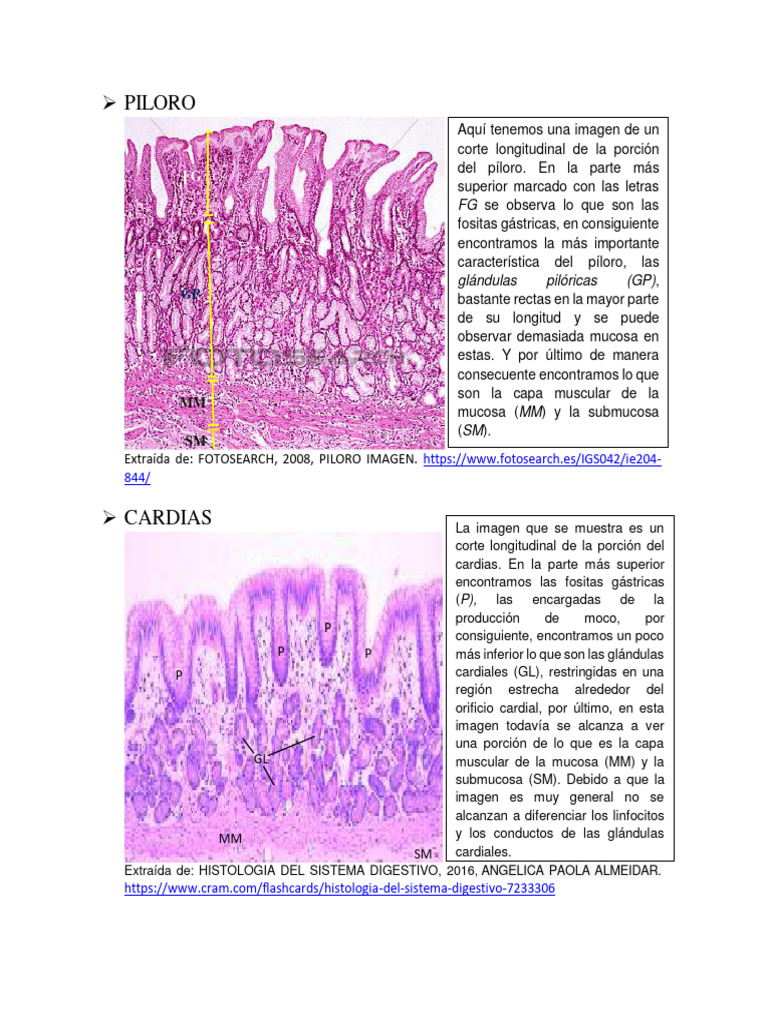 Anatomía del Píloro y Cardias Gástrico | PDF | Estómago | Abdomen