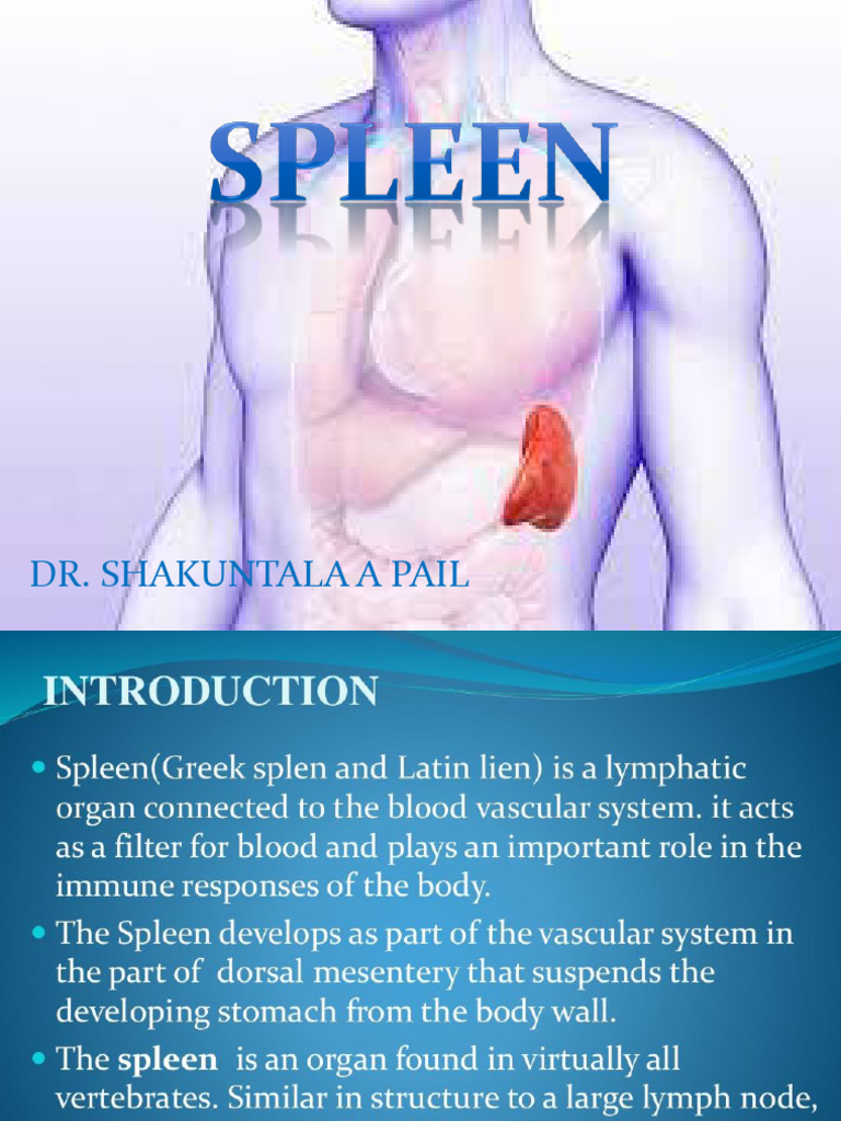 Spleen Anatomy | PDF