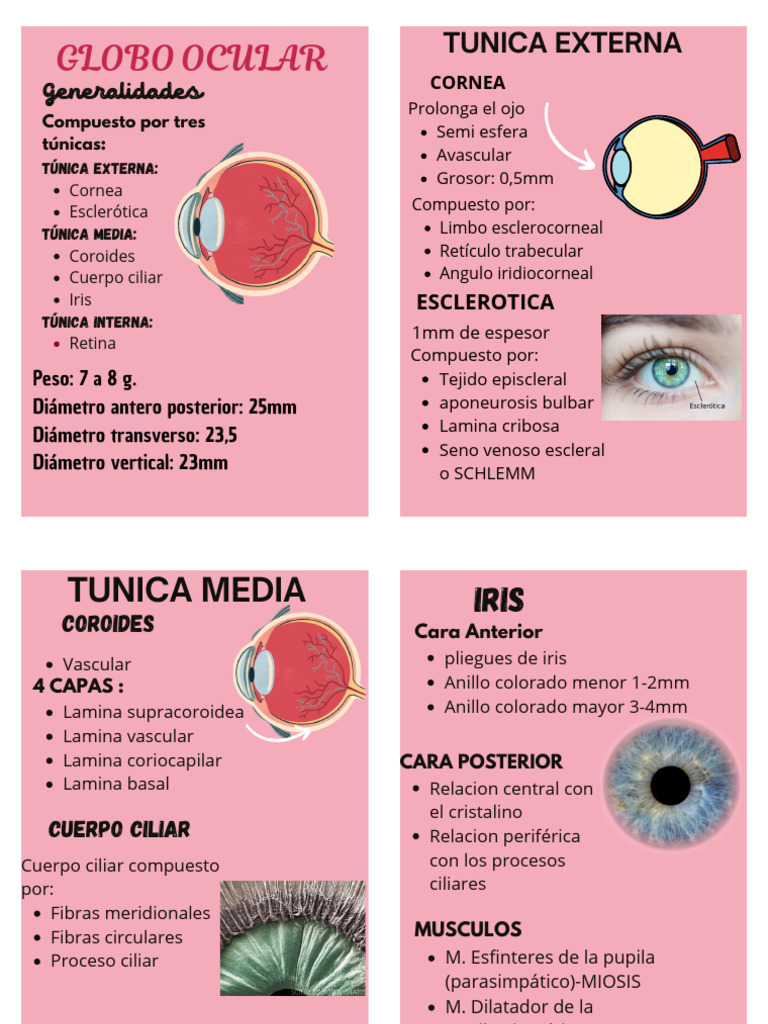 Pink and White Illustrative Internal Organ Flashcard | Descargar gratis PDF | Ojo humano ...