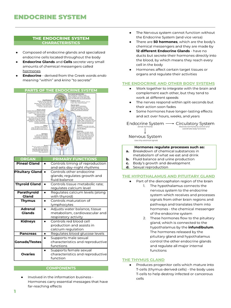 Endocrine System | PDF | Endocrine System | Pancreas