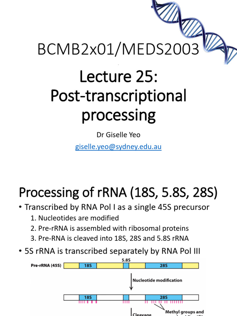 L25 2024-1 | PDF | Messenger Rna | Rna Splicing