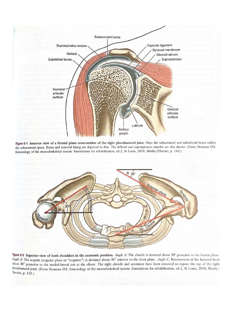 Subacromial Bursa | PDF