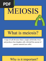 Meiosis: PMAT Stages Explained | PDF
