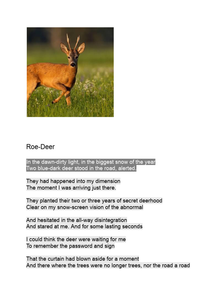 Analysis of Ted Hughes' "Roe-Deer" | PDF | Poetry | Metre (Poetry)