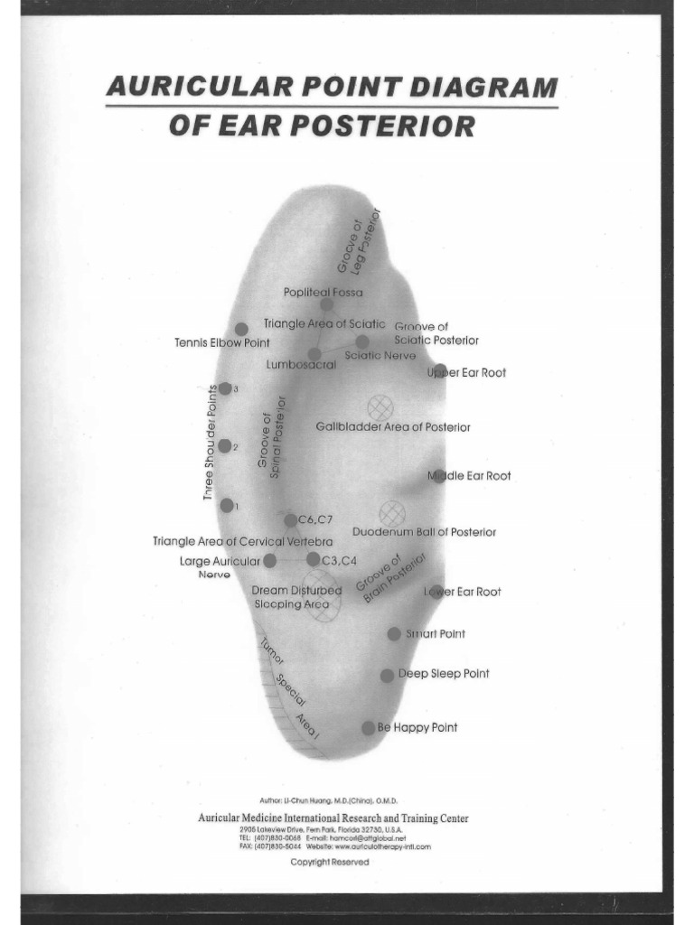 Diagrama Posterior de La Oreja | PDF
