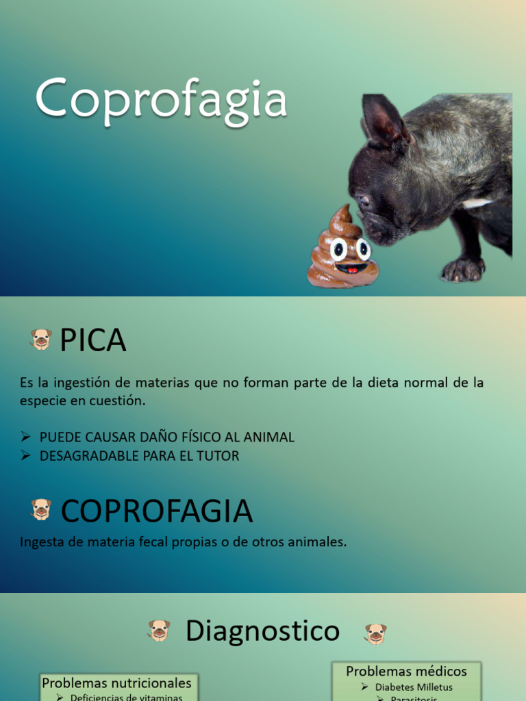Coprofagia en Mascotas: Causas y Soluciones | PDF | Cocina, comidas y ...