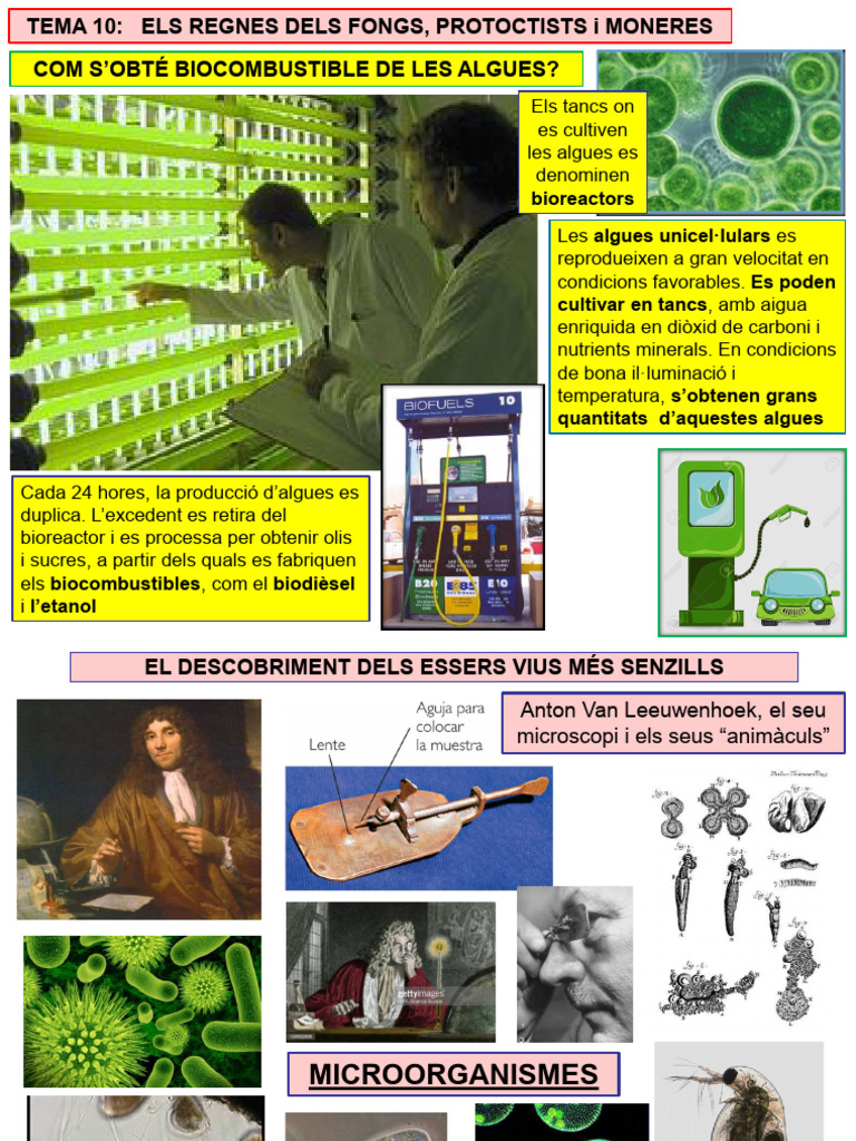 1ESO.T10. FONGS, PROTOCTISTS I MONERES | PDF