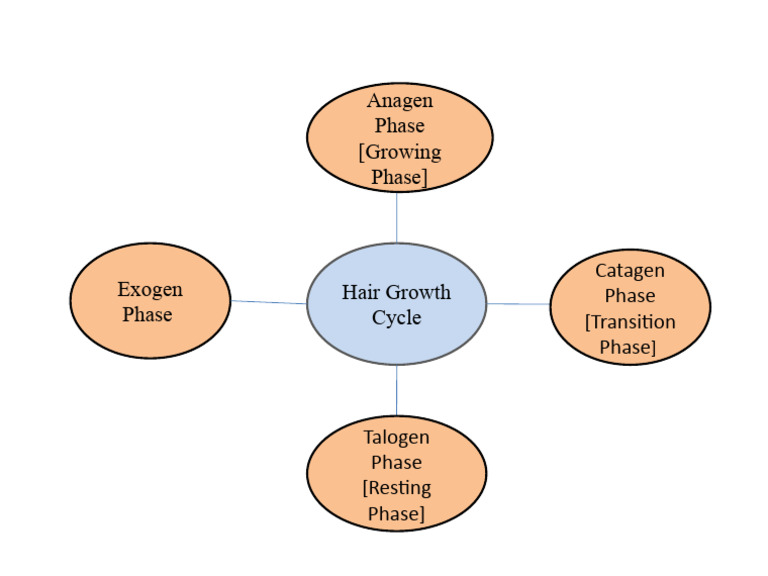 Hair Growth Cycle Phases Explained | PDF