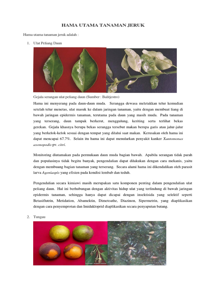 Pengendalian Hama Utama Jeruk | PDF