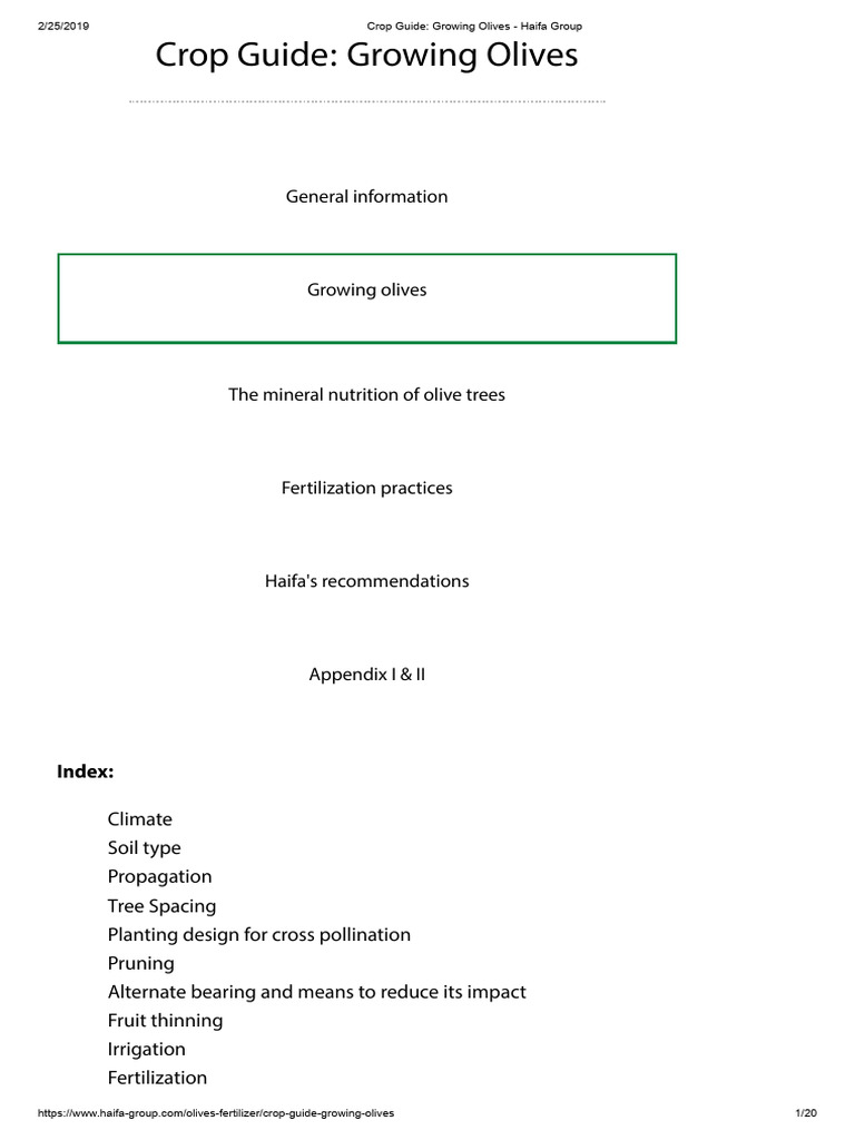 Haifa's Olive Growing Guide | PDF | Olive | Pruning