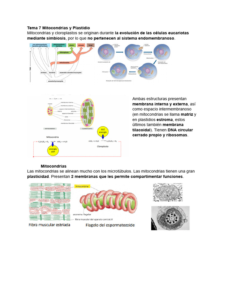 Funciones y Estructura de Mitocondrias | PDF | Mitocondria | Cadena de ...
