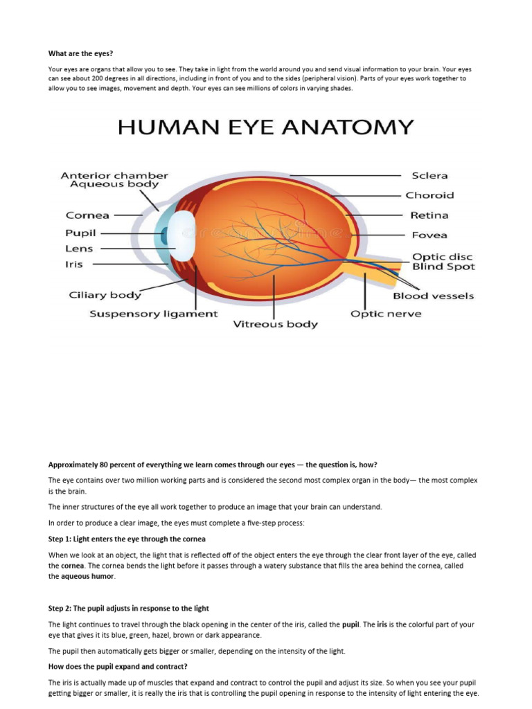 The eye | Download Free PDF | Human Eye | Retina