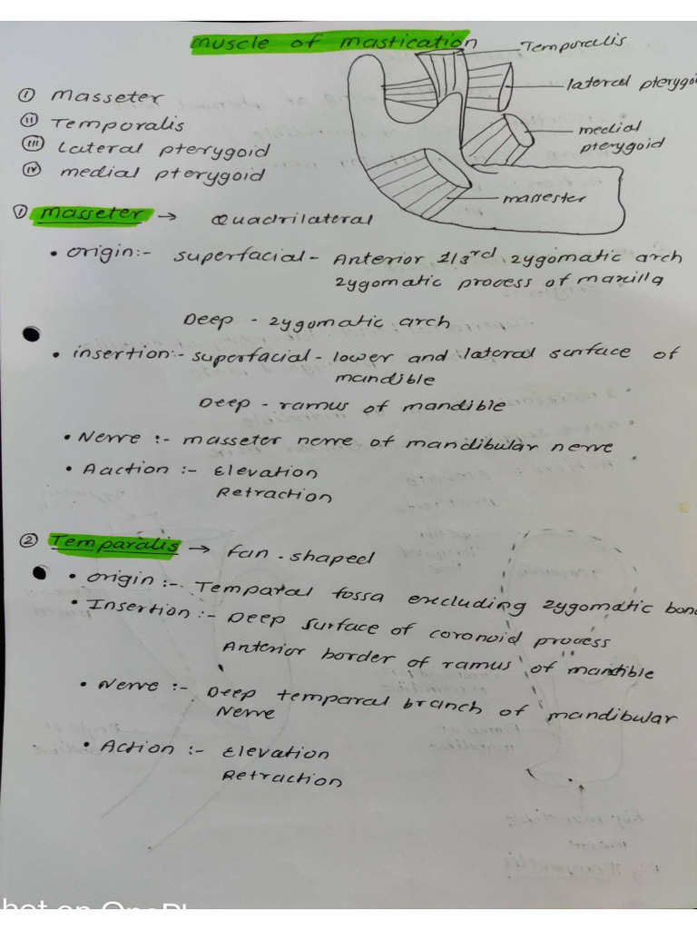 Muscle of mastication SAQ 5 marks | PDF