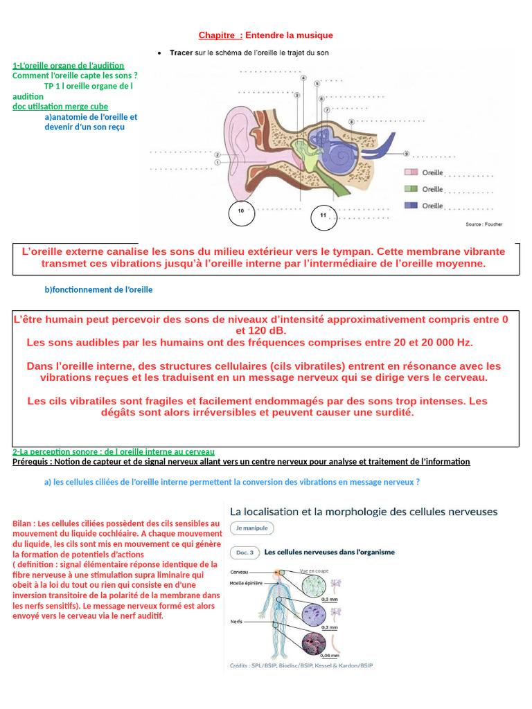Cils vibratiles et audition saine | PDF | Oreille | Son