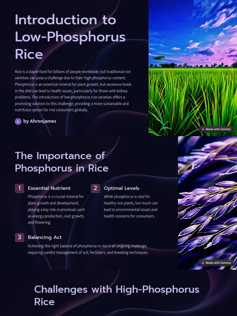 AHRON JAMES RASALAN Introduction To Low Phosphorus Rice | PDF | Rice ...