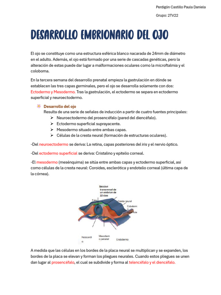 DESARROLLO EMBRIONARIO DEL OJO | PDF | Ojo humano | Epitelio