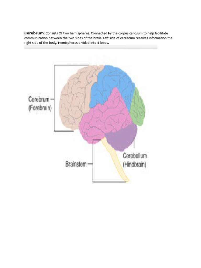 Brain Anatomy (Lobes) | PDF | Cerebrum | Basal Ganglia