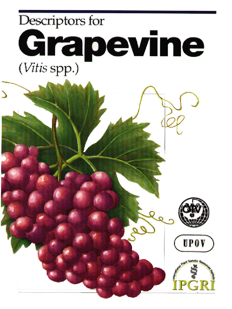 Grapevine Descriptor Guidelines IPGRI | PDF | Loam | Rock (Geology)