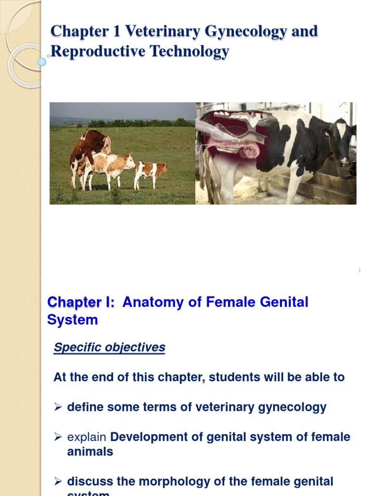 Anatomy of Female Animal Reproductive System | PDF | Uterus ...