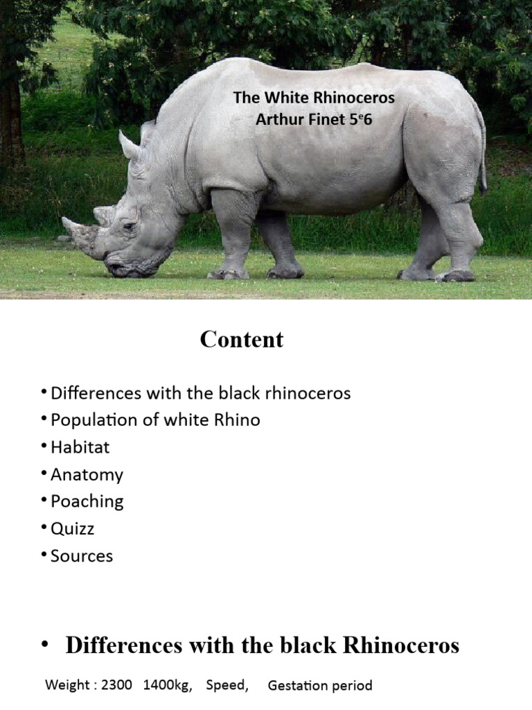White Rhinoceros | PDF | Social Science