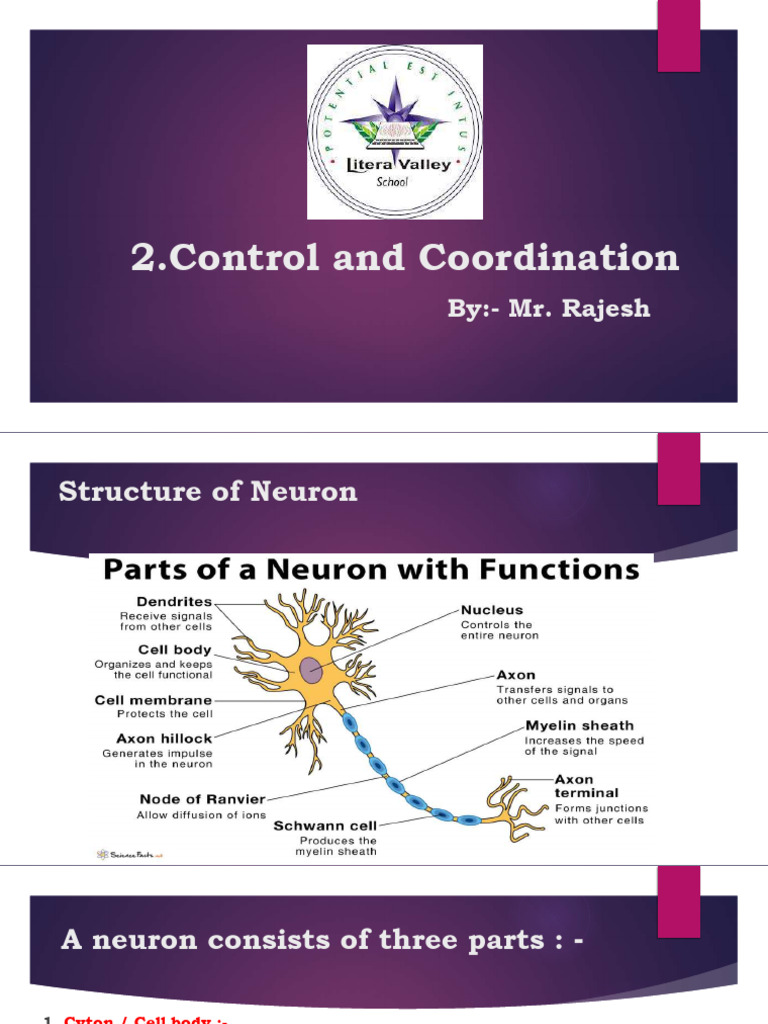 Control and Coordination 1 | Download Free PDF | Axon | Motor Neuron