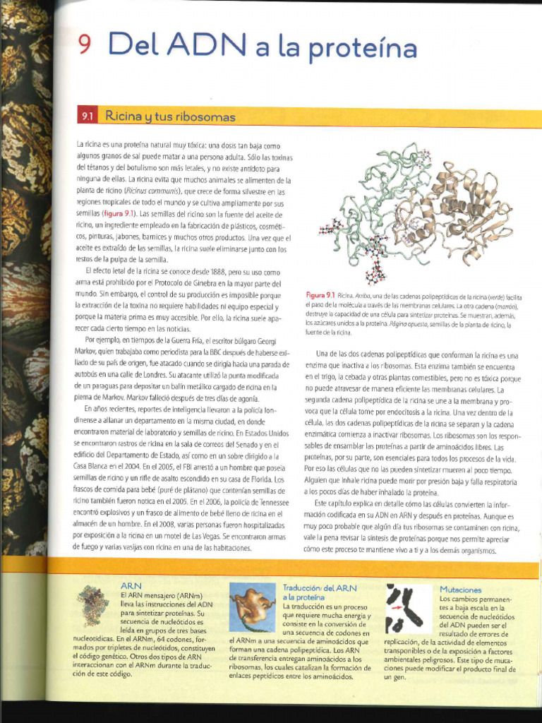 Del ADN A La Proteína | PDF