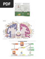 Terminaisons nerveuses de la peau | PDF | Peau | Nerf