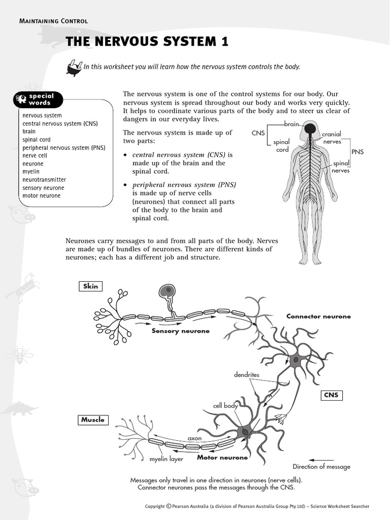 The nervous system | PDF | Nervous System | Central Nervous System