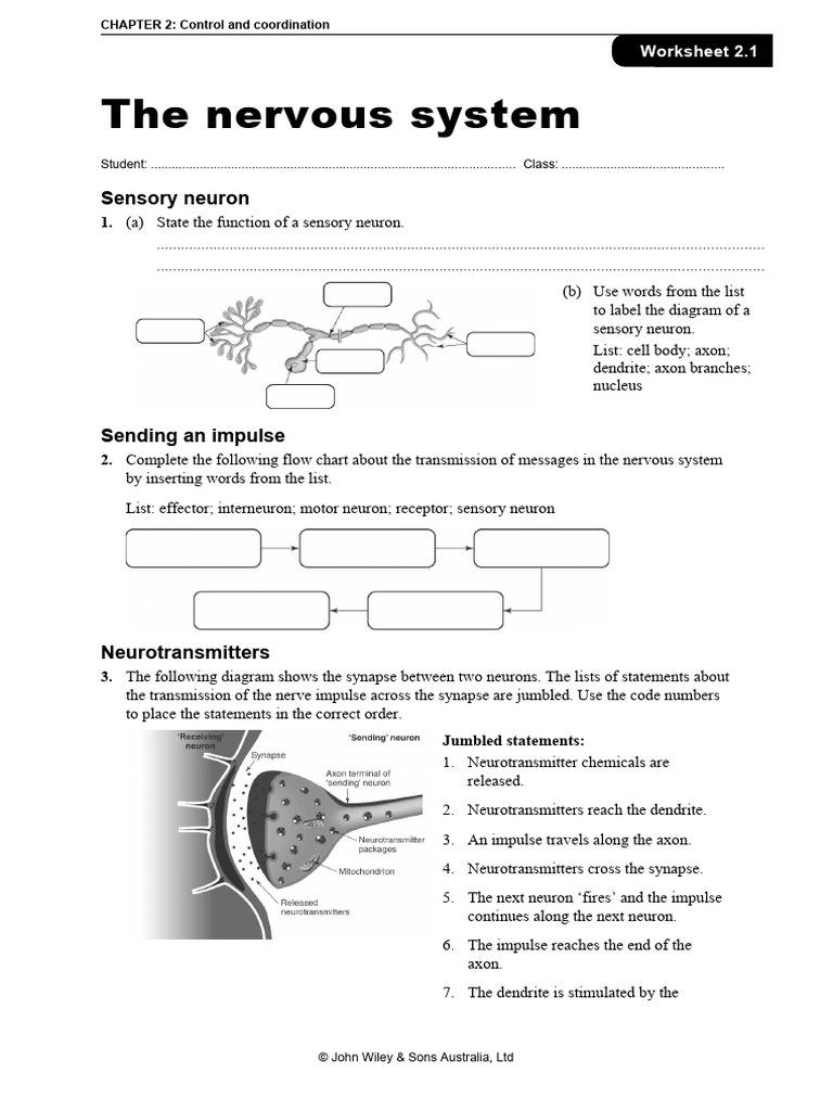 Nervous System Study Guide | PDF | Neuron | Synapse