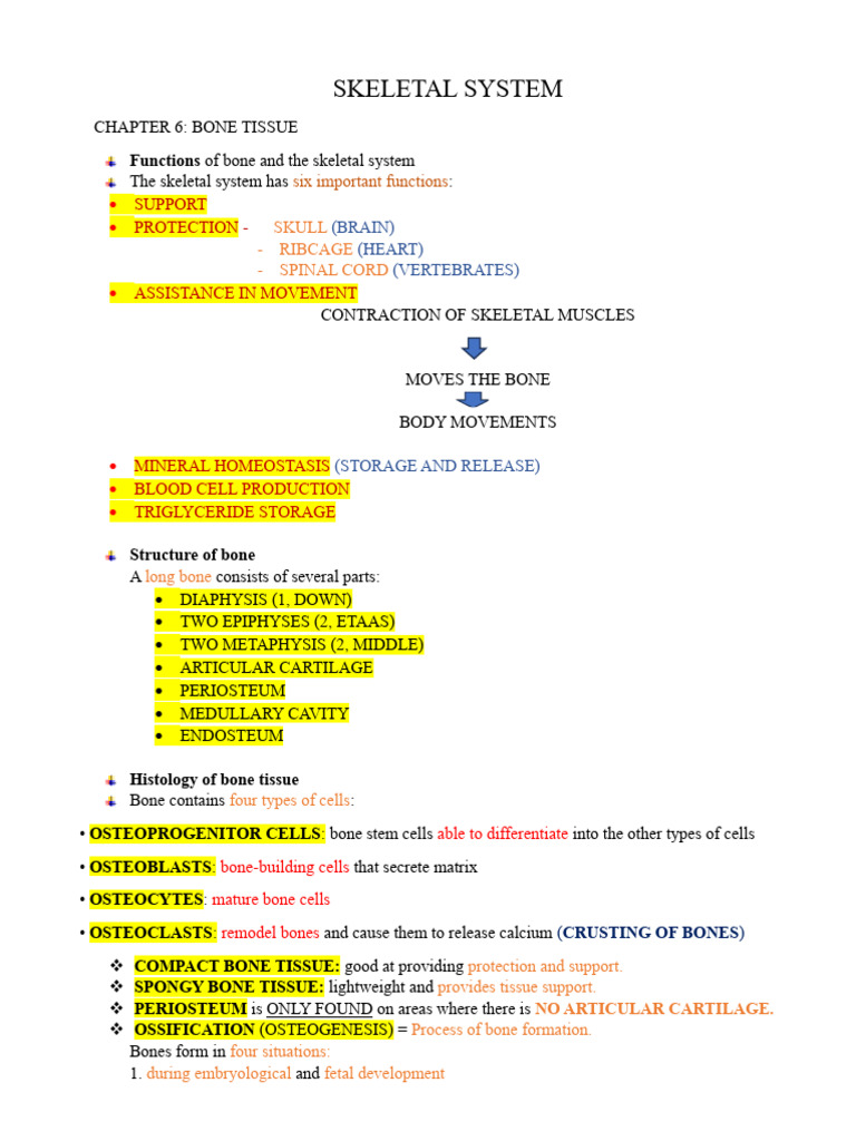 Skeletal System | PDF | Pelvis | Bone