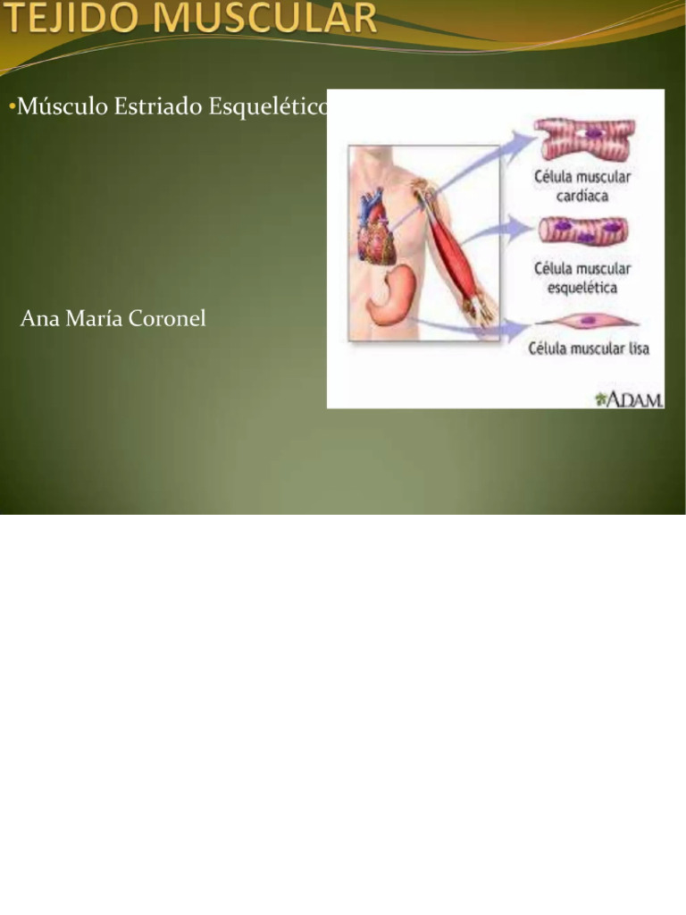 Musculo Estriado Esqueletico 16845060 | PDF
