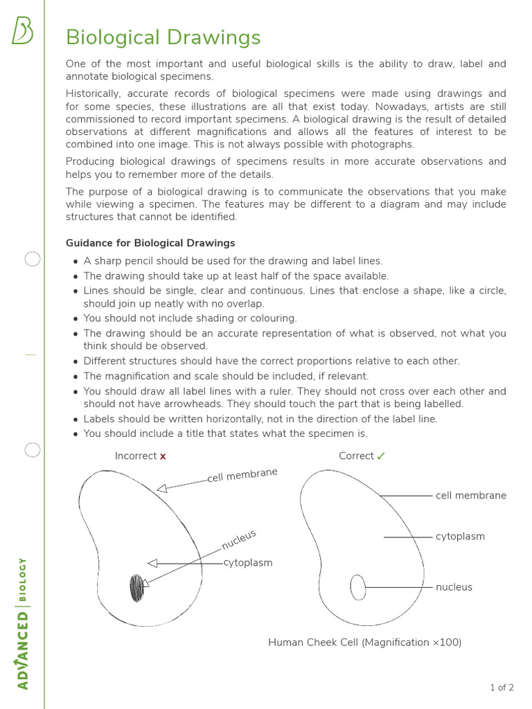 guidance-for-biological-drawings_ver_1 | PDF | Drawing | Cell (Biology)