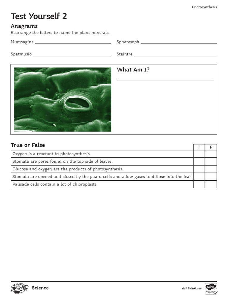 Photosynthesis Test Yourself 2 | PDF | Home & Garden | Science ...