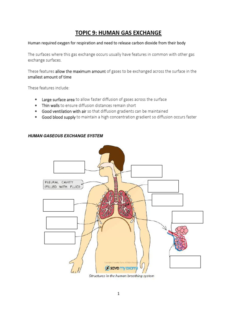 TOPIC 9 Human Gas Exchange 2023 | PDF | Breathing | Lung