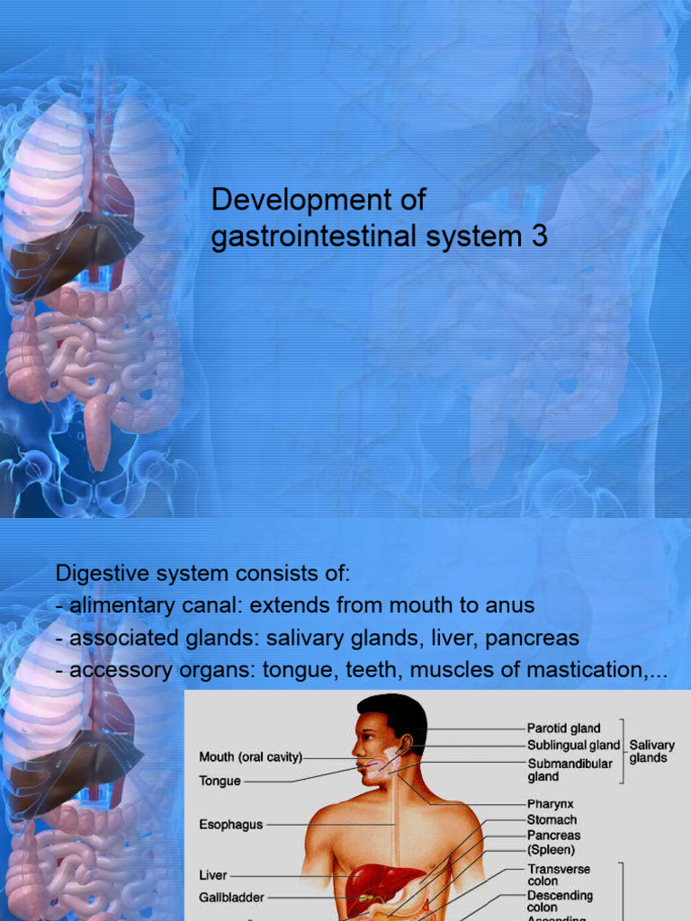 Development Og GItract 3 | PDF | Stomach | Gastrointestinal Tract
