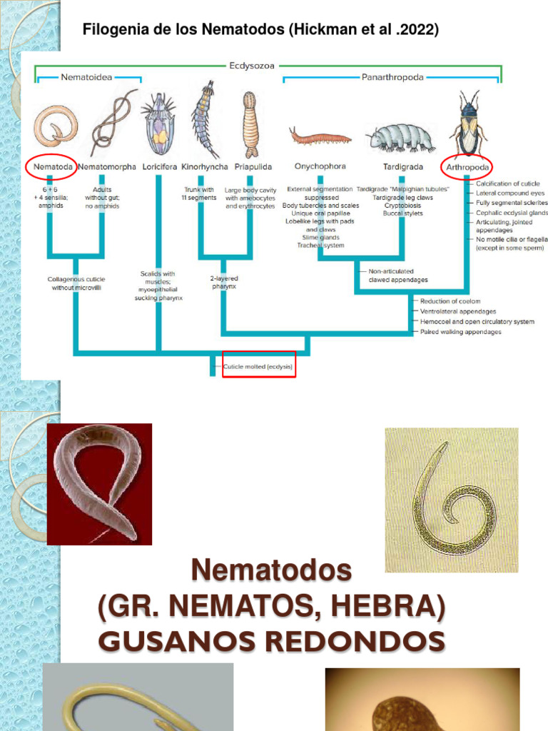Teoría Nematodos | PDF | Nematodo | Músculo