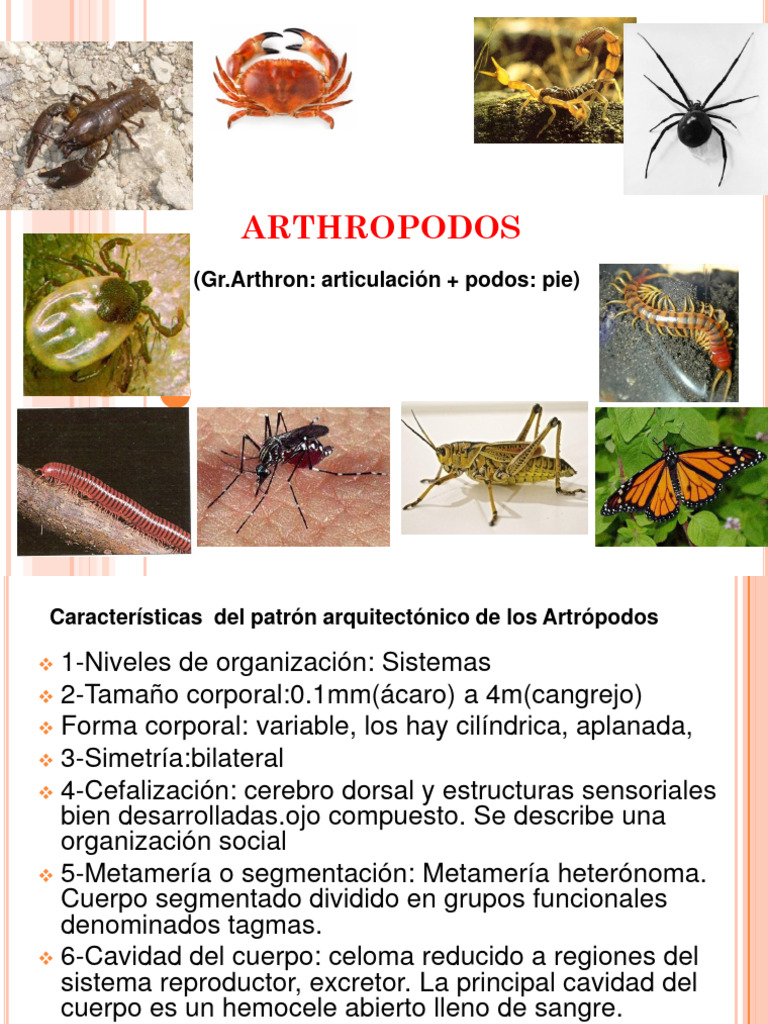 Características de los Artrópodos | PDF | Araña | Insectos