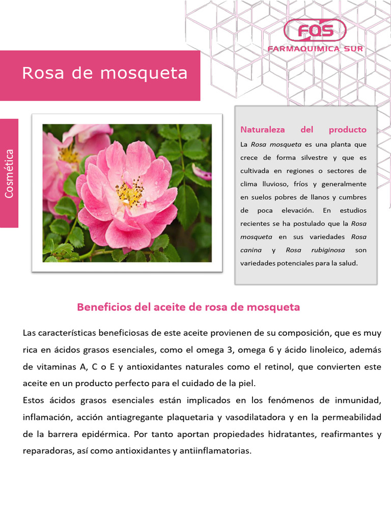 Beneficios del Aceite de Rosa Mosqueta | PDF | Petróleo