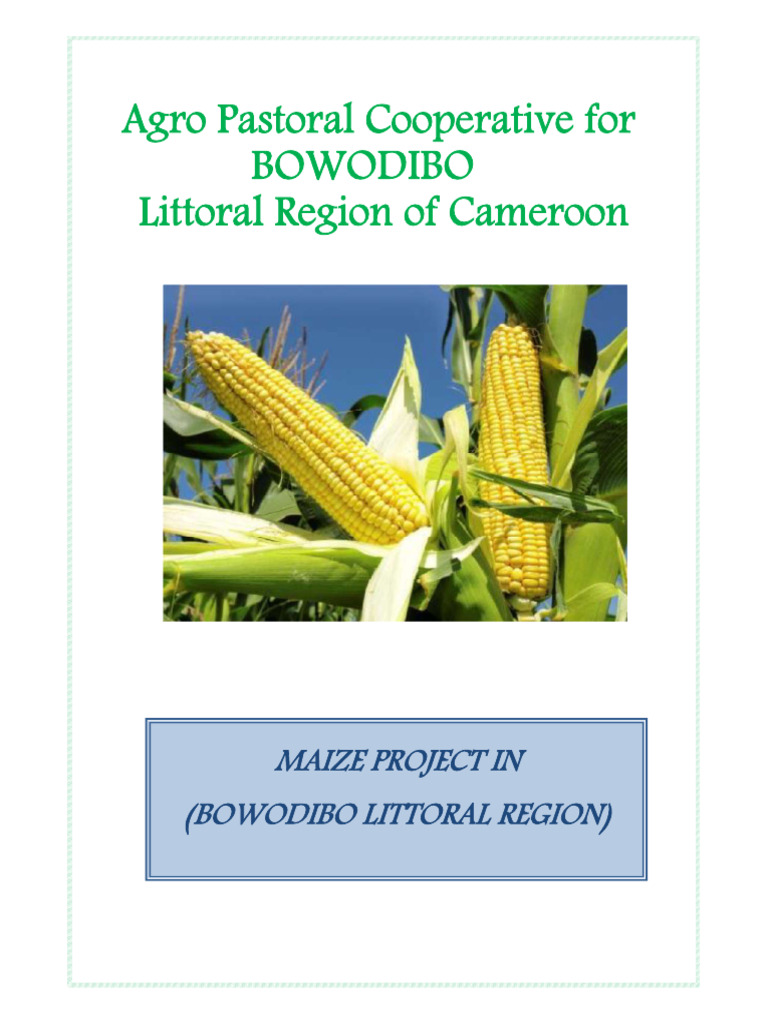 Maize Project Bowodibo Region1 | PDF | Maize | Flour