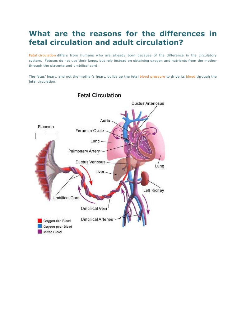 Fetal Circulation and Adult Circulation | PDF