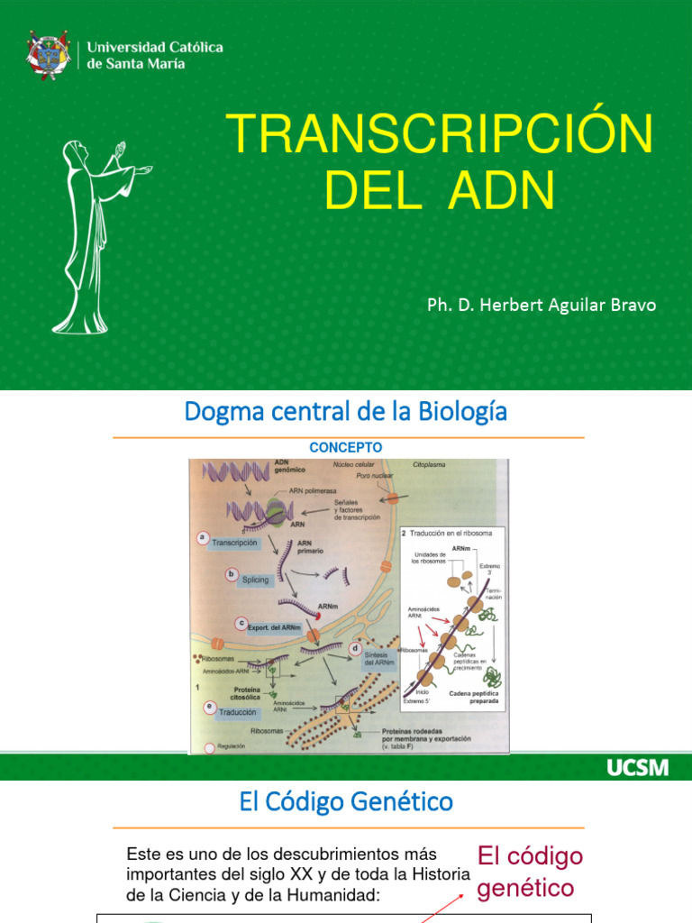 OKEY TRANSCRIPCIÓN DEL ADN | Descargar gratis PDF | Rna | Adn