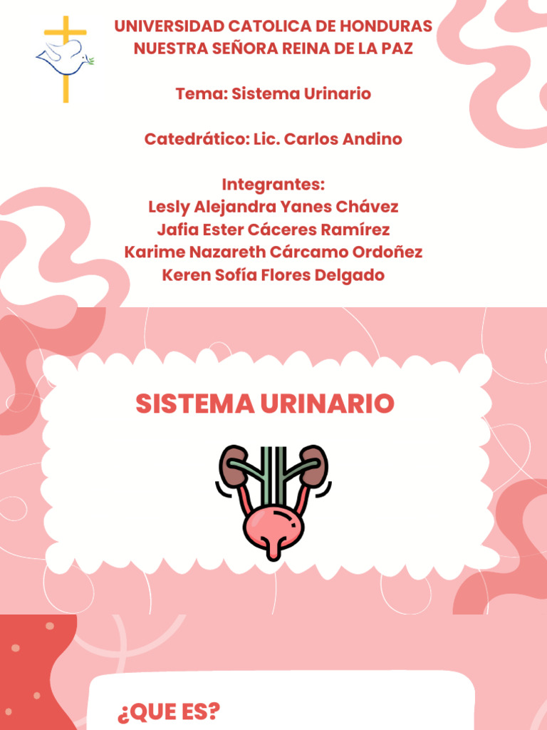 1103 Grupo Arrozconpollo Sistema Urinario Presentación. | PDF | Sistema urinario | Riñón