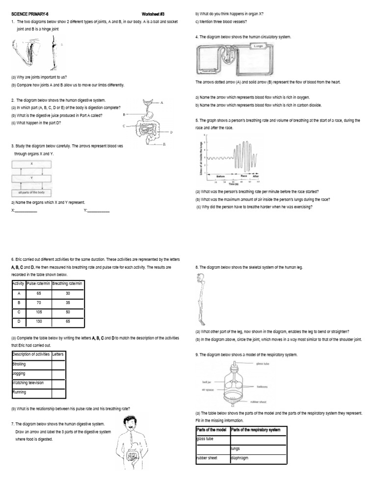 Science #2 | PDF | Blood | Respiratory System