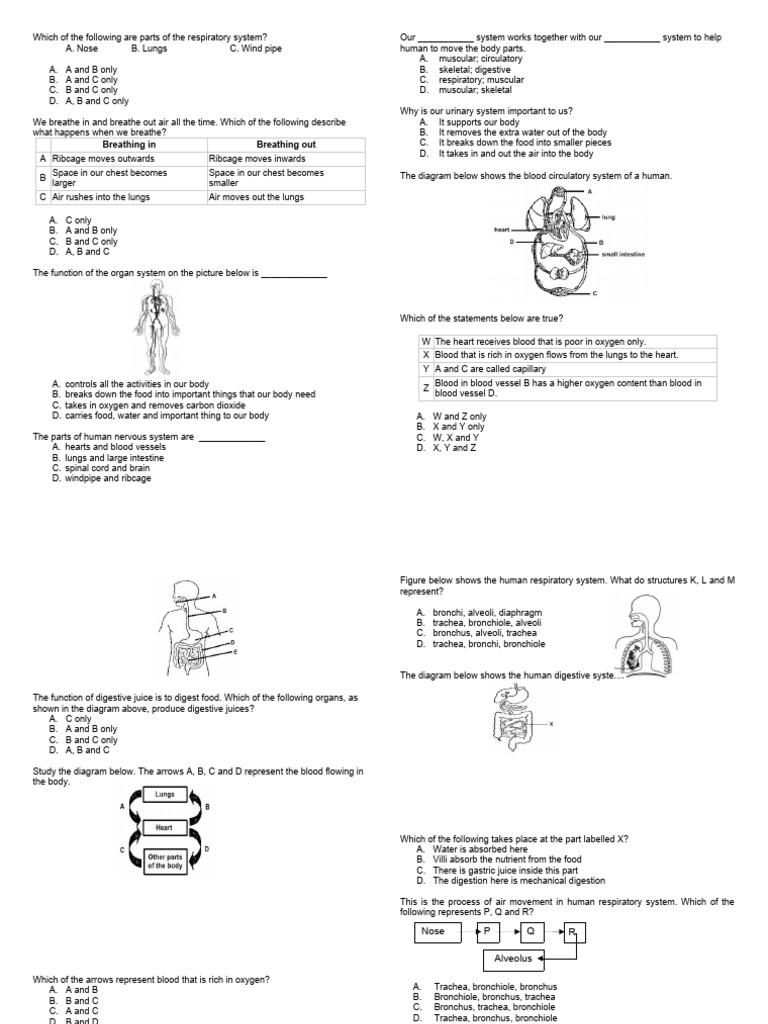 Science #1 | PDF | Human Digestive System | Respiratory System