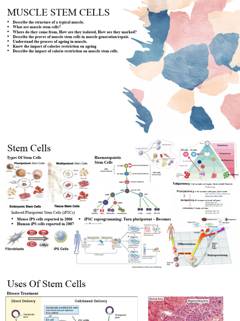 7.1 Muscle Stem Cells | PDF | Stem Cell | Skeletal Muscle